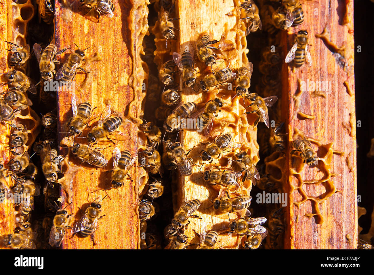 Close up view of the opened hive body showing the frames populated by ...