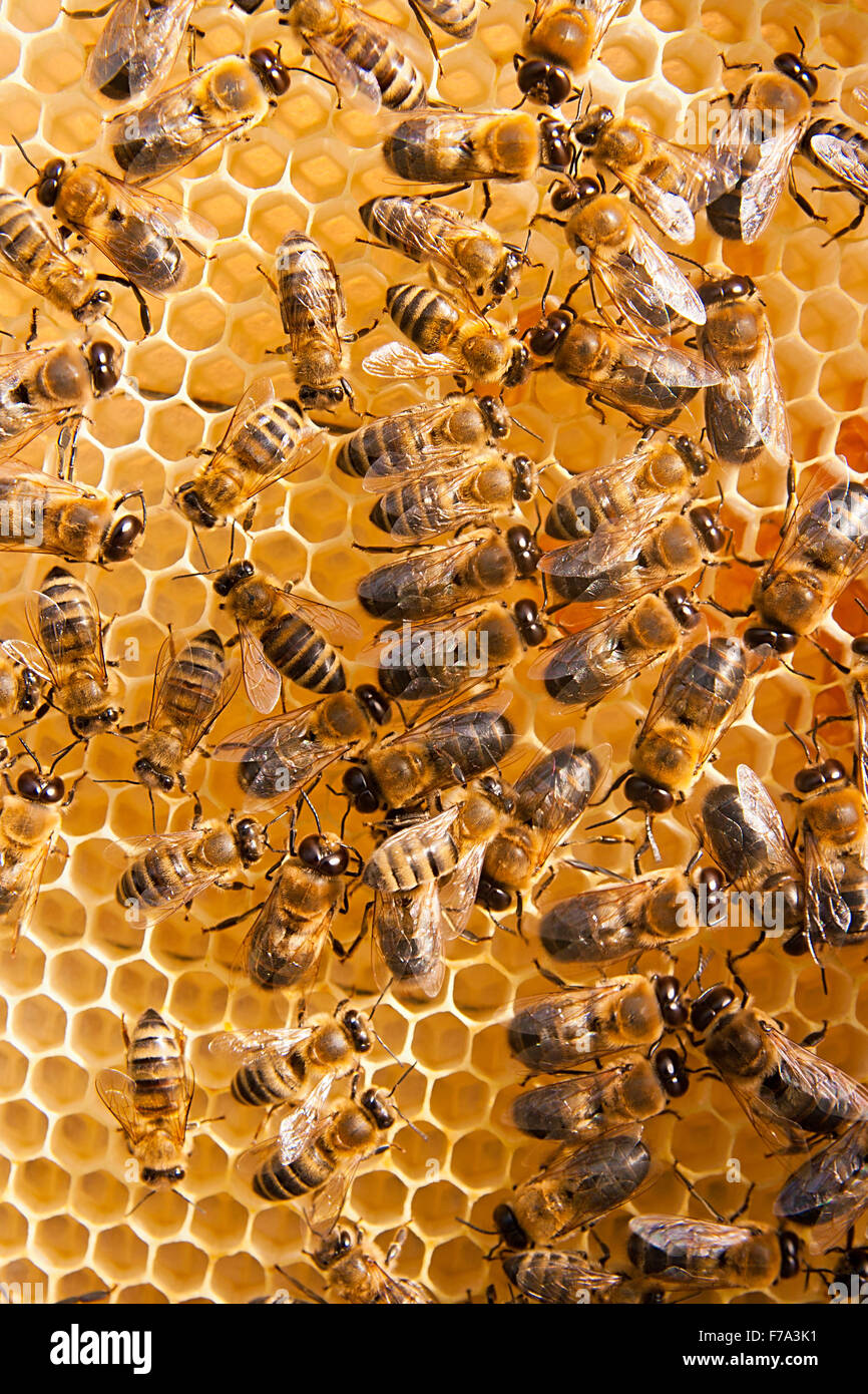 Close up view of the working bees on the honeycomb with sweet honey ...