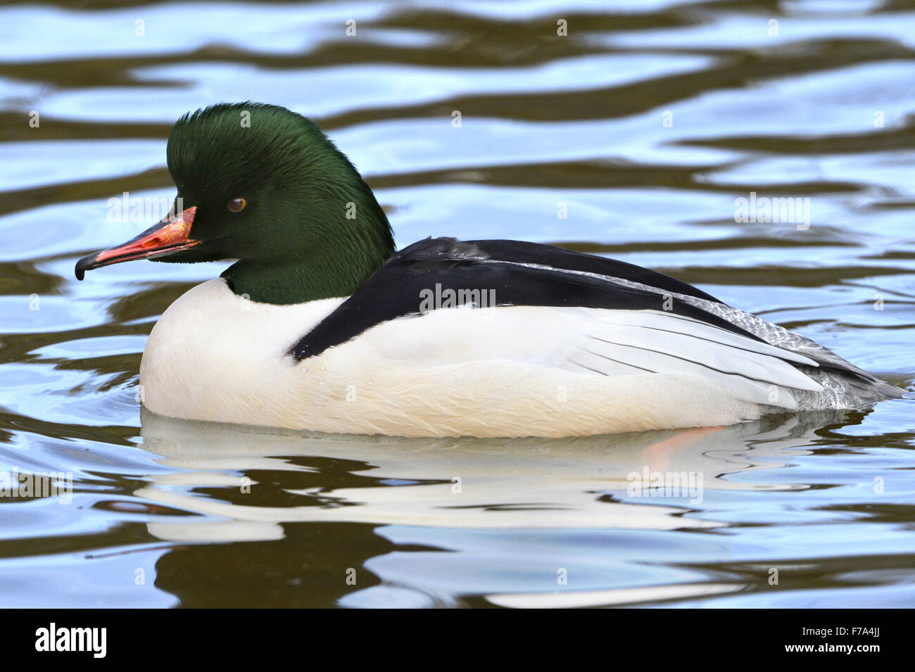 Male goosander swimming hi-res stock photography and images - Alamy
