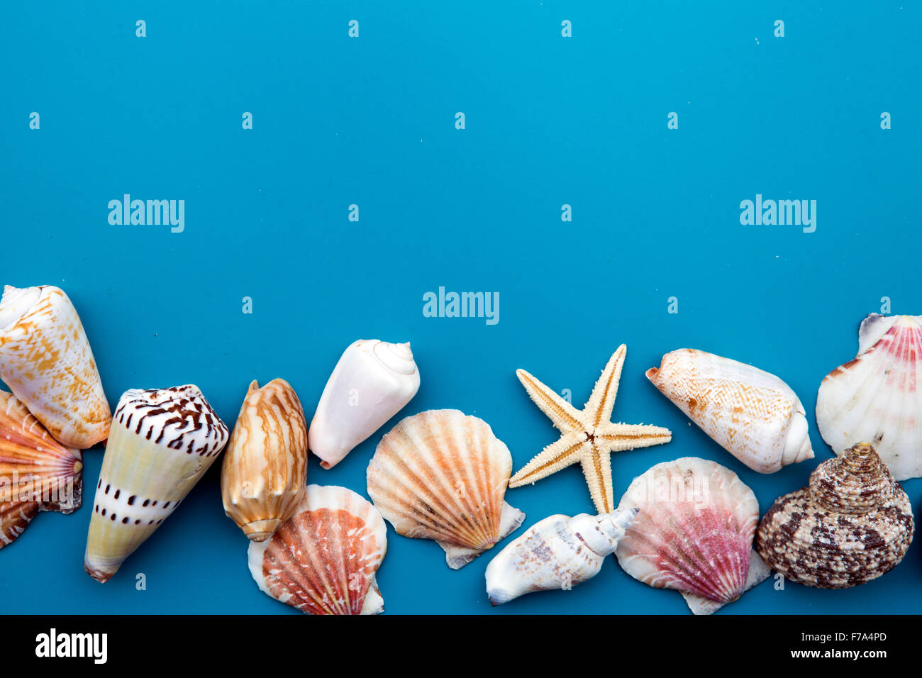 colorful seashells on blue background Stock Photo - Alamy