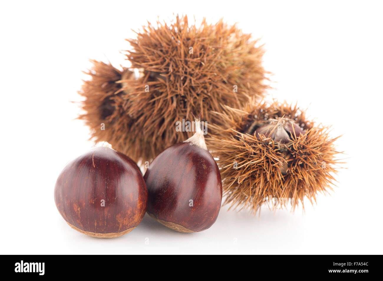 Chestnuts with shell isolated on white background Stock Photo - Alamy