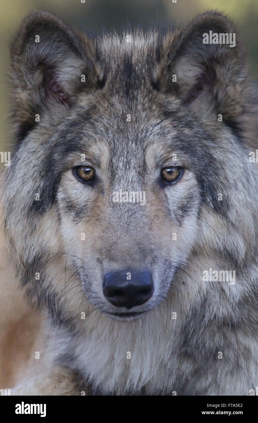 Which came from from mulhouse zoo in france hi-res stock photography ...