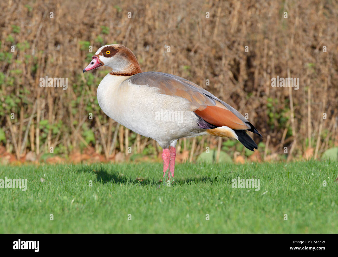 Egyptian Goose - Alopochen aegyptiacus Stock Photo - Alamy