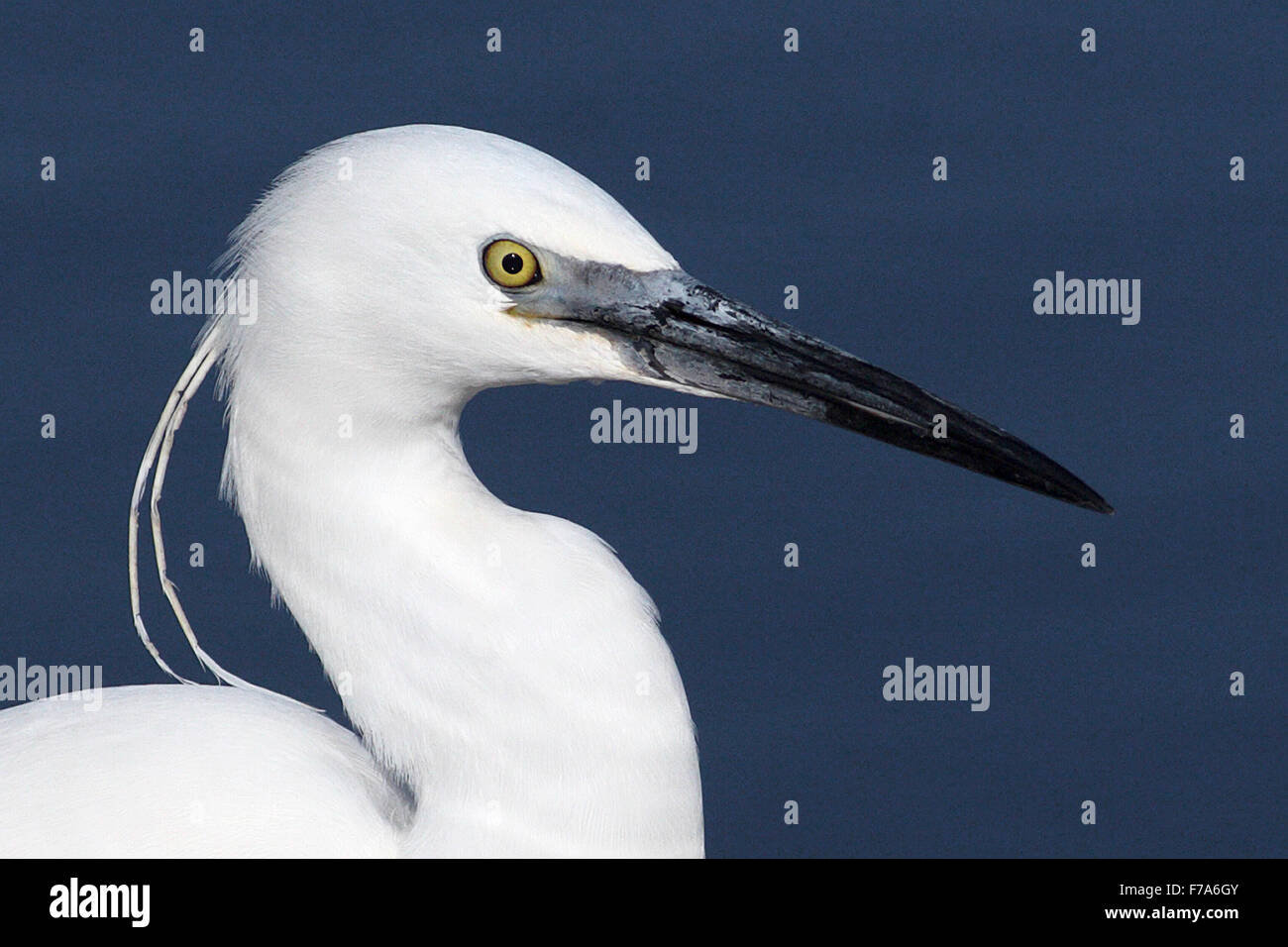 Little Egret - Egretta garzetta Stock Photo - Alamy