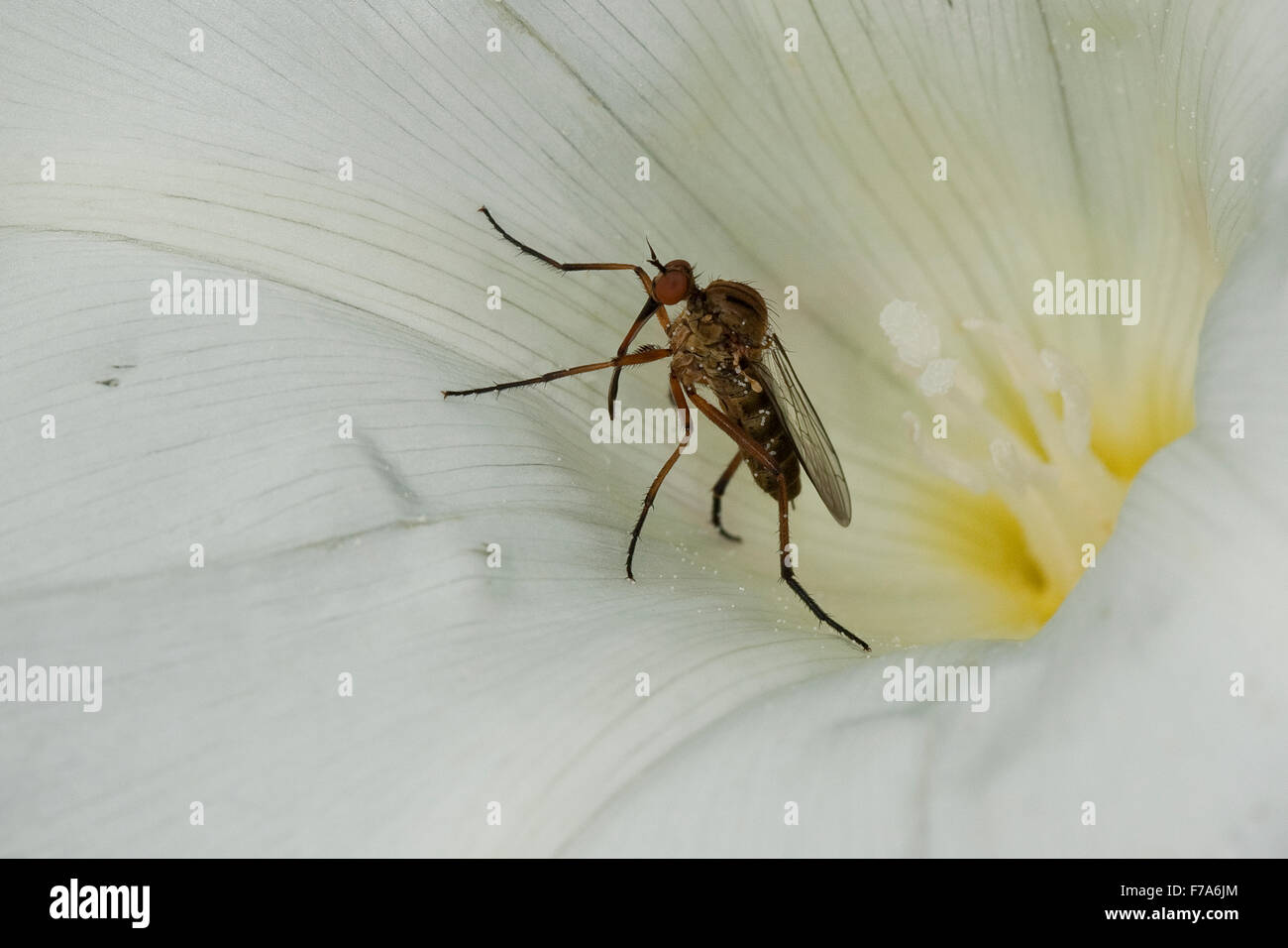Dance fly, dance flies, dancefly, danceflies, dance-fly, dance-flies ...