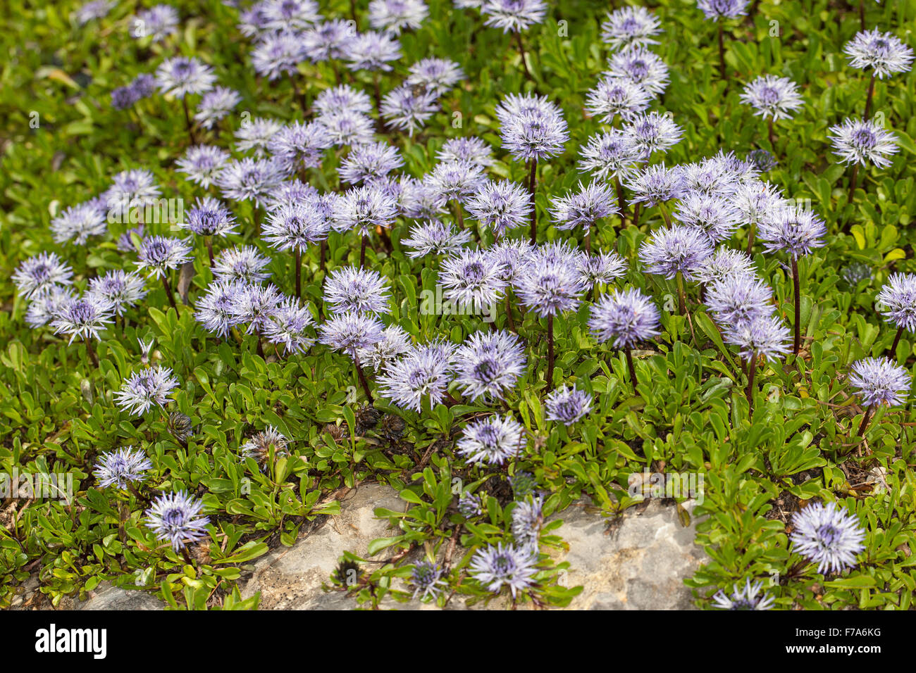 Heart leaf globe daisy, heart-leaved globe daisy, Herzblättrige ...