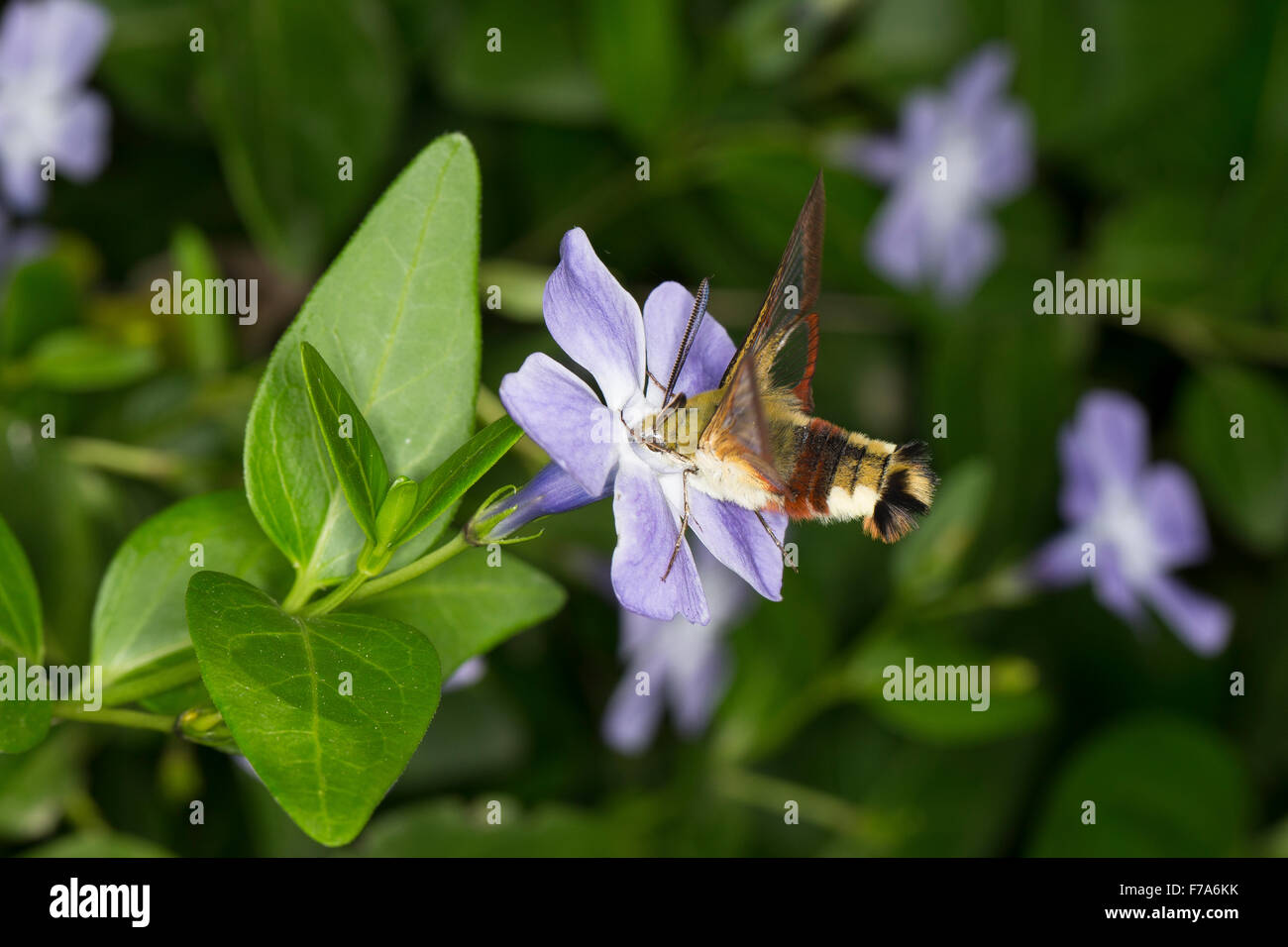 Broad-bordered bee hawk-moth, broad-bordered bee hawkmoth ...