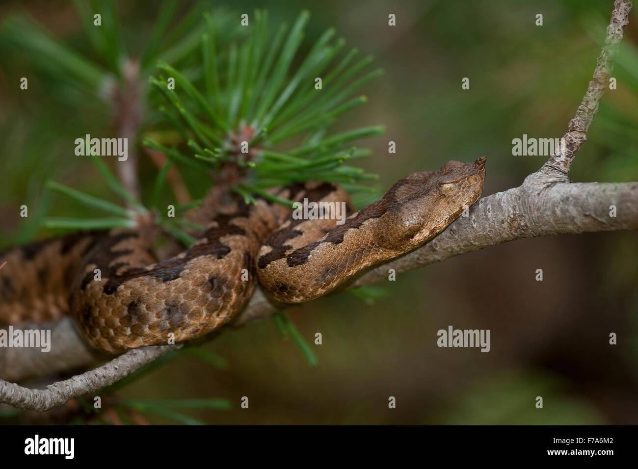 Sand viper, nose-horned viper, horned viper, Europäische Hornotter ...