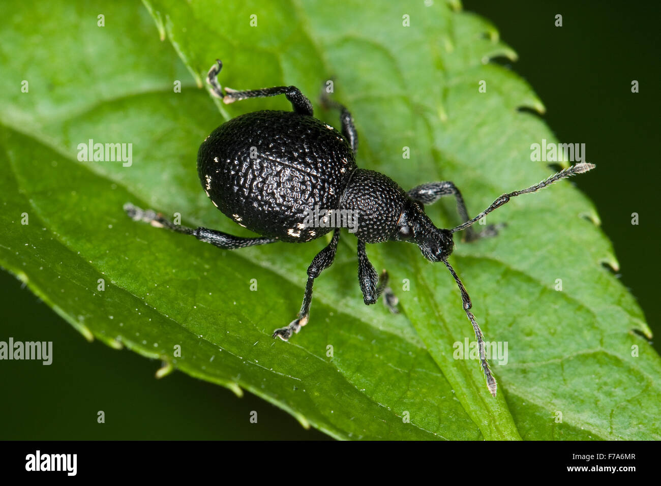 Lightspotted snout weevil, Hellgefleckter Dickmaulrüssler ...