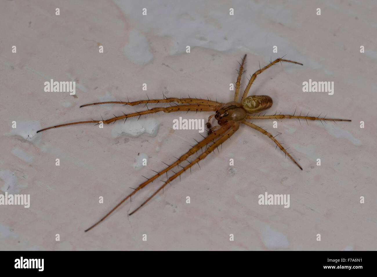 Autumn spider, Autumn-spider, Lesser Garden Spider, Herbstspinne ...