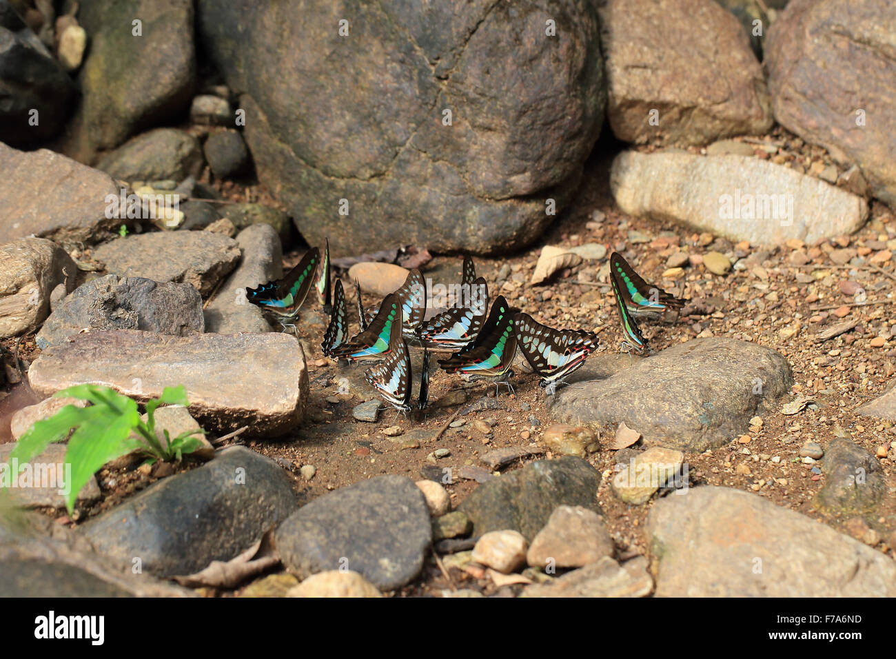 Common Bluebottle (Graphium sarpedon Stock Photo - Alamy