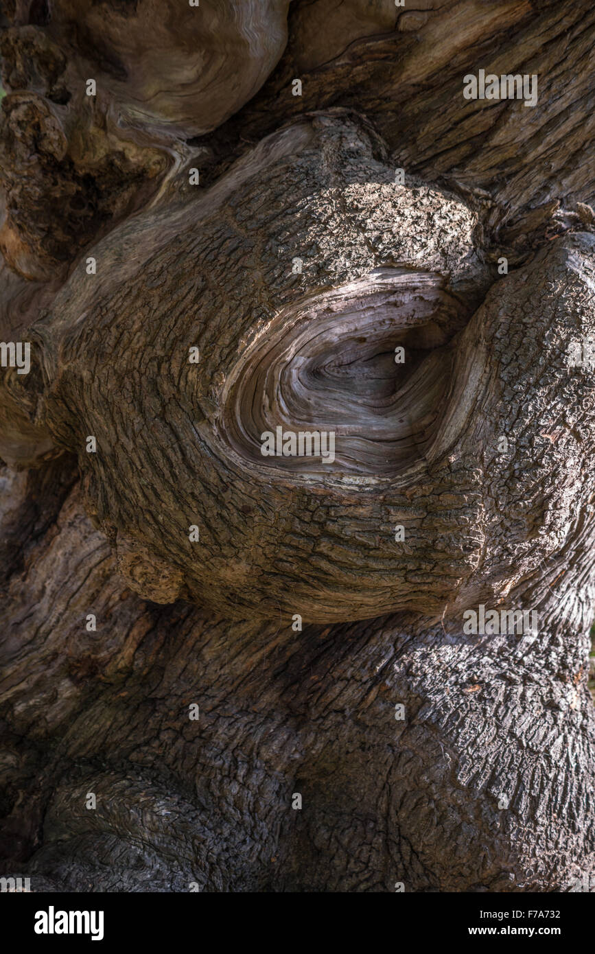 Twisted tree trunk hi-res stock photography and images - Alamy