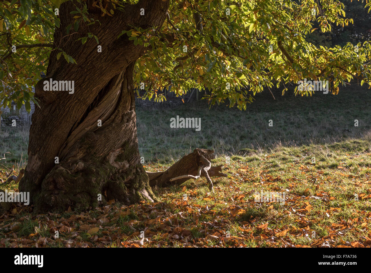 Gnarled tree trunks hi-res stock photography and images - Alamy