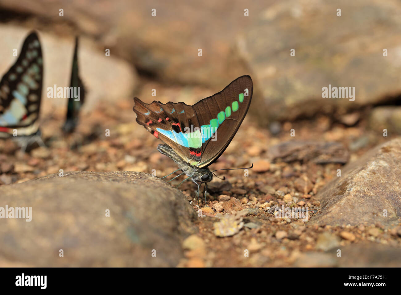 Common Bluebottle (Graphium sarpedon Stock Photo - Alamy