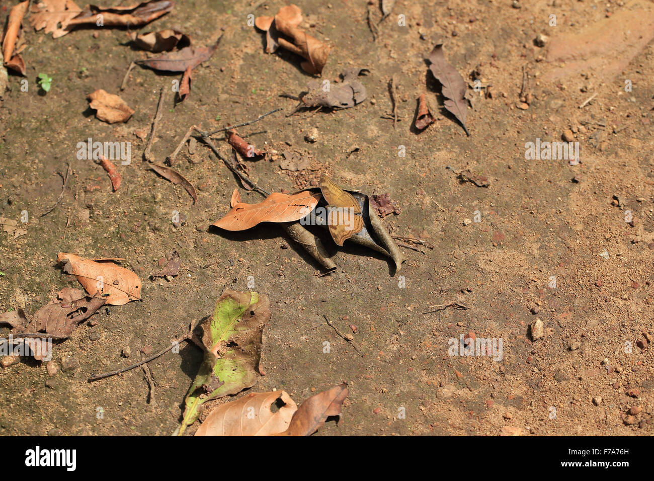 Chocolate pansy butterfly hi-res stock photography and images - Alamy