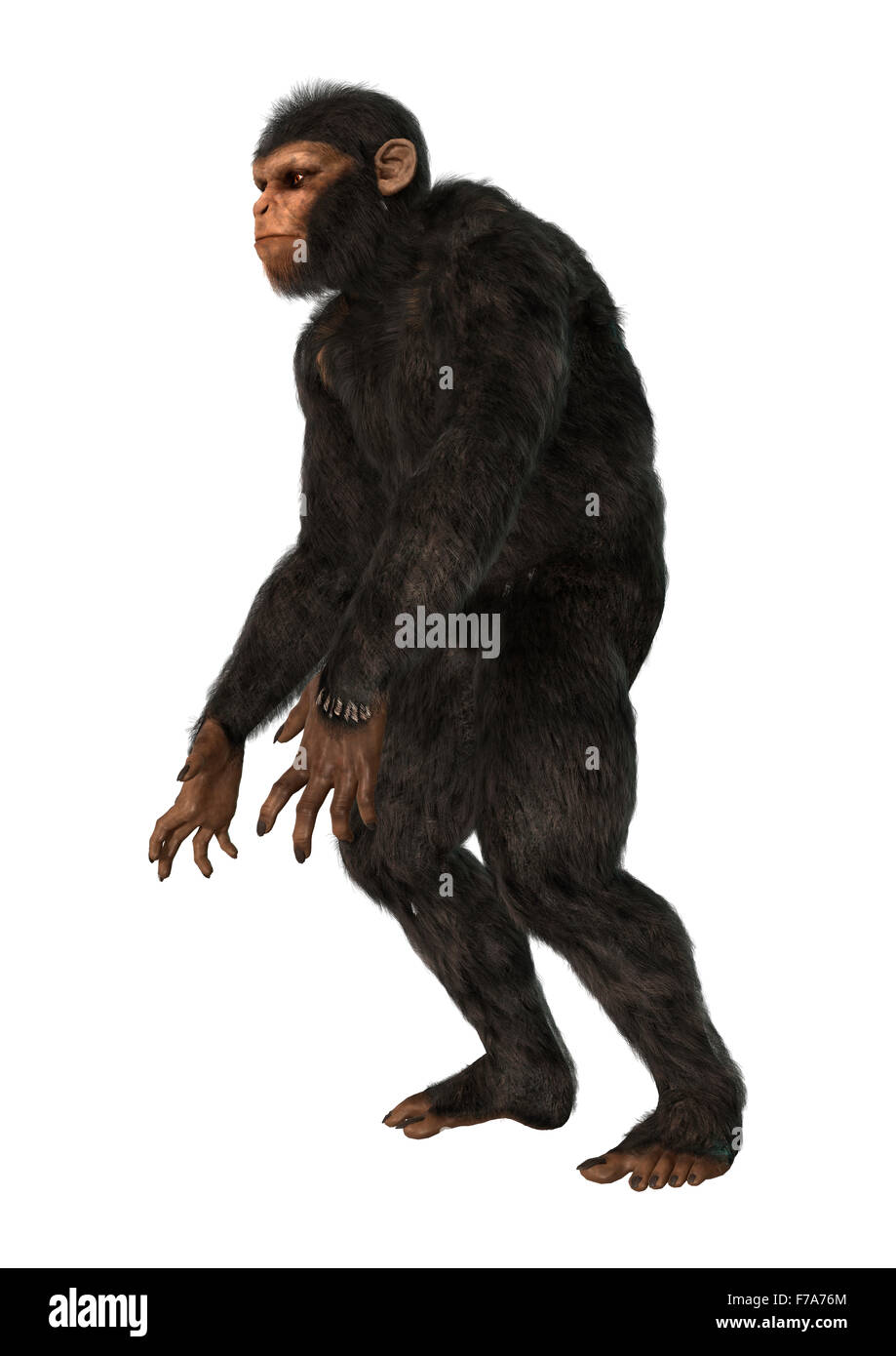 3D digital render of a chimpanzee isolated on white background Stock ...