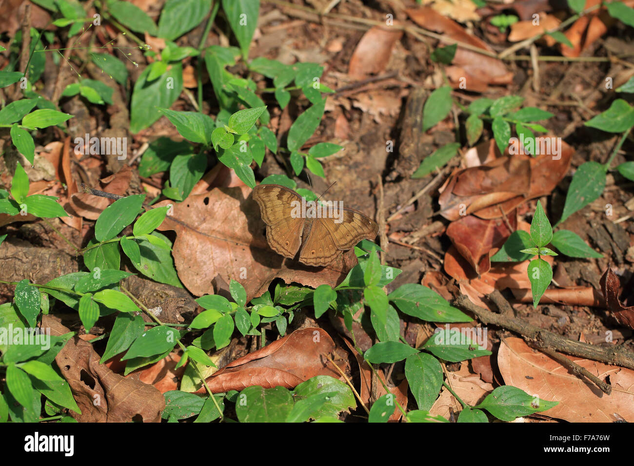 Chocolate Pansy Butterfly High Resolution Stock Photography and Images ...