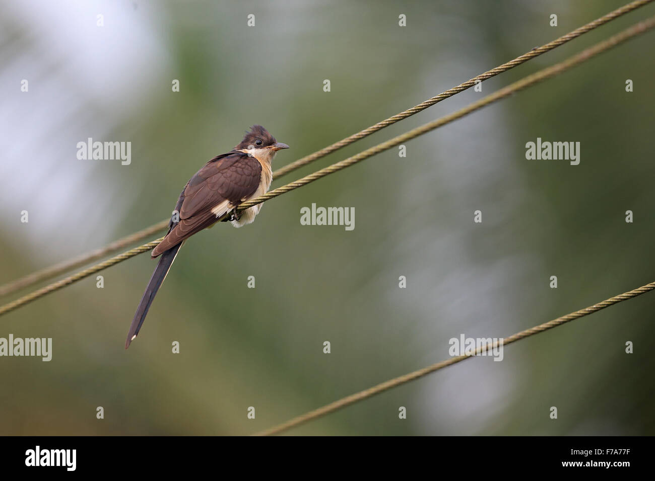 Jacobin Cuckoo (Cuculus jacobinus Stock Photo - Alamy