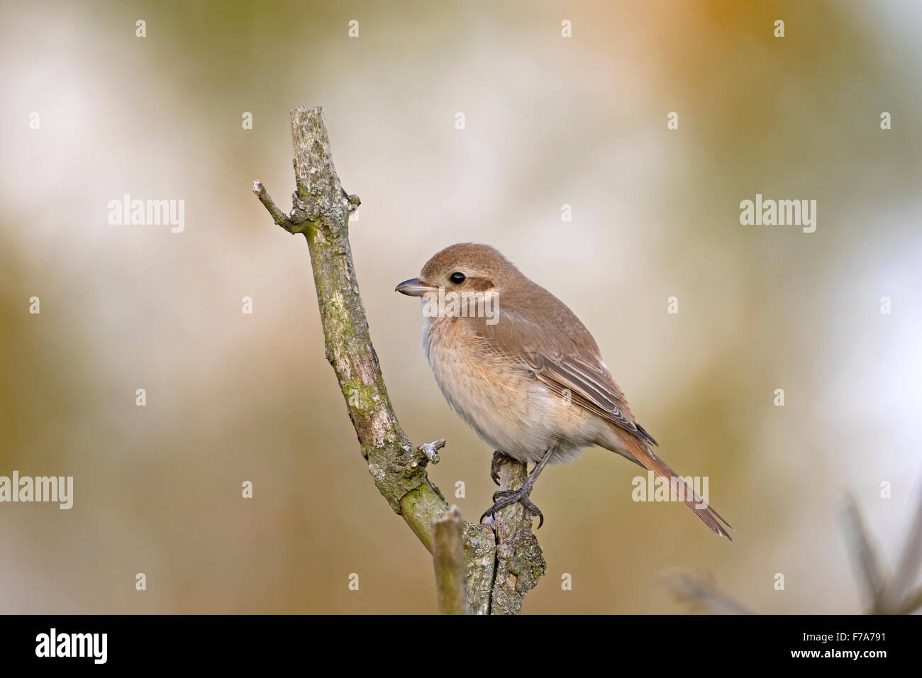 Isabelline Shrike - Lanius isabellinus Stock Photo - Alamy