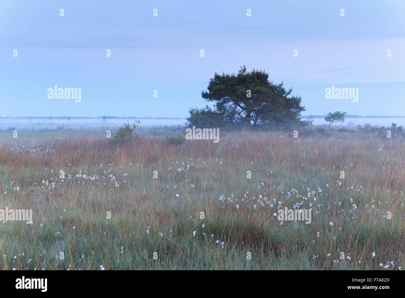 Sunrise in misty spring hi-res stock photography and images - Alamy