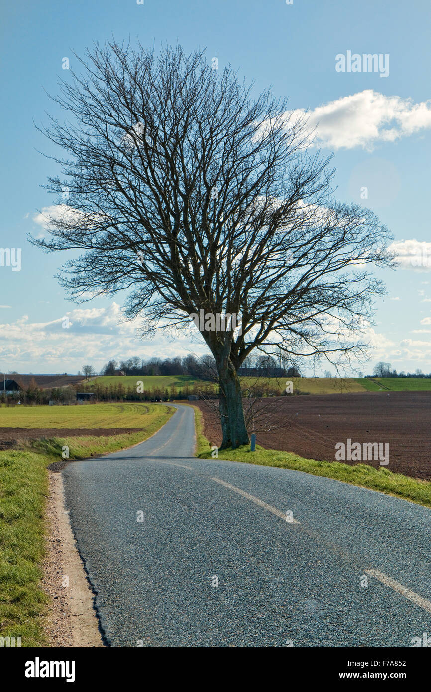 Tree small country road hi-res stock photography and images - Alamy