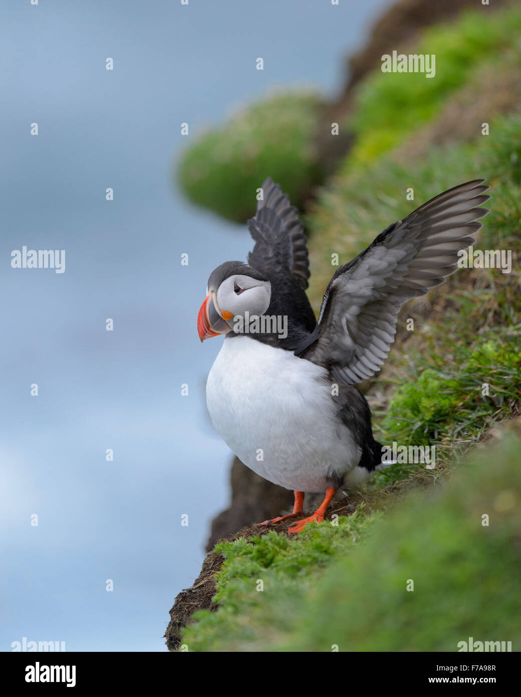 Puffin spreading its wings hi-res stock photography and images - Alamy