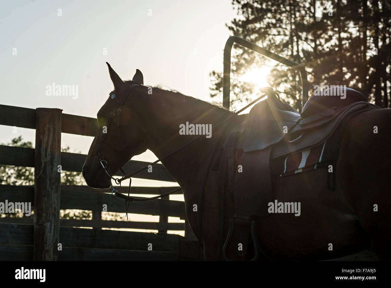Western lifestyle horse hi-res stock photography and images - Alamy