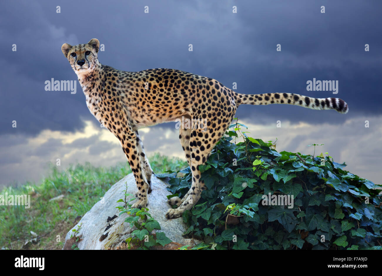 adult cheetah standing on stone Stock Photo - Alamy
