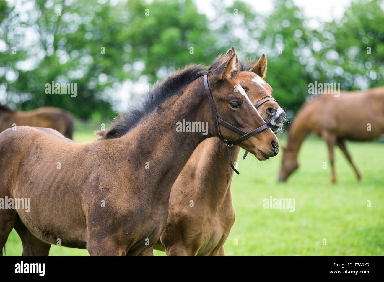 Two English thoroughbred foals playing in the fields Stock Photo - Alamy