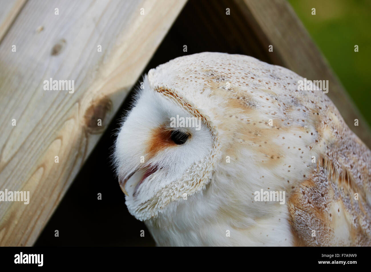 Closeup of a Barn Owl's head in profile Stock Photo - Alamy
