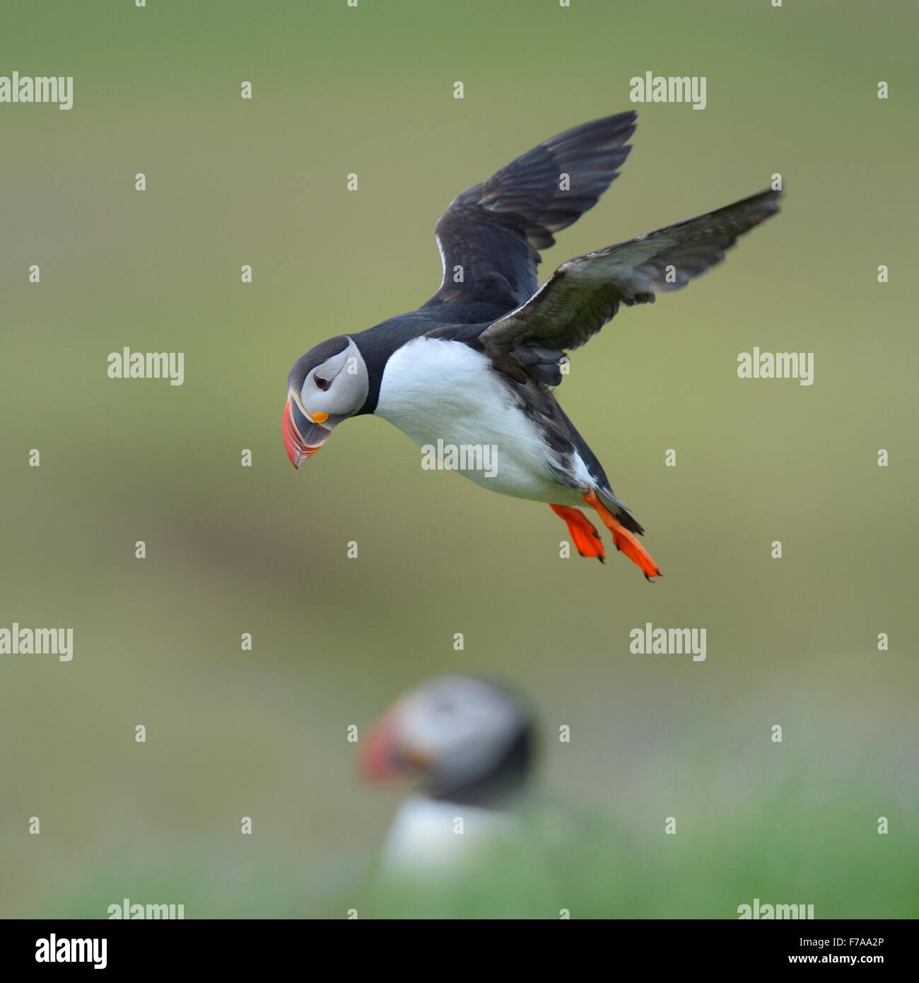 Flying puffin hi-res stock photography and images - Alamy