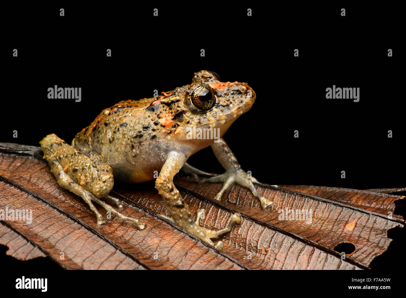 Executioner Clownfrog (Dendropsophus carnifex), tree frog family ...