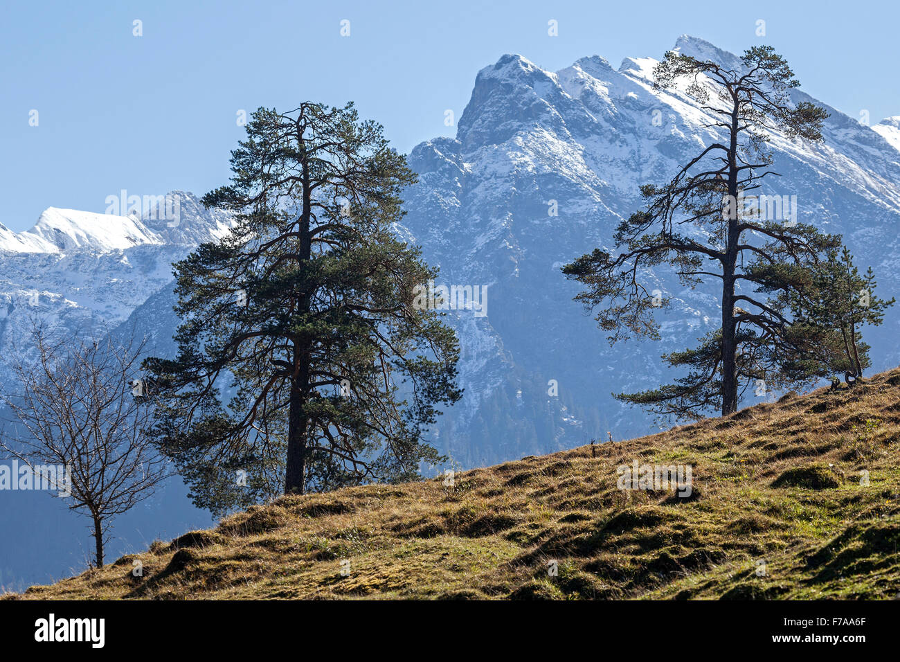 High alpine trees hi-res stock photography and images - Alamy