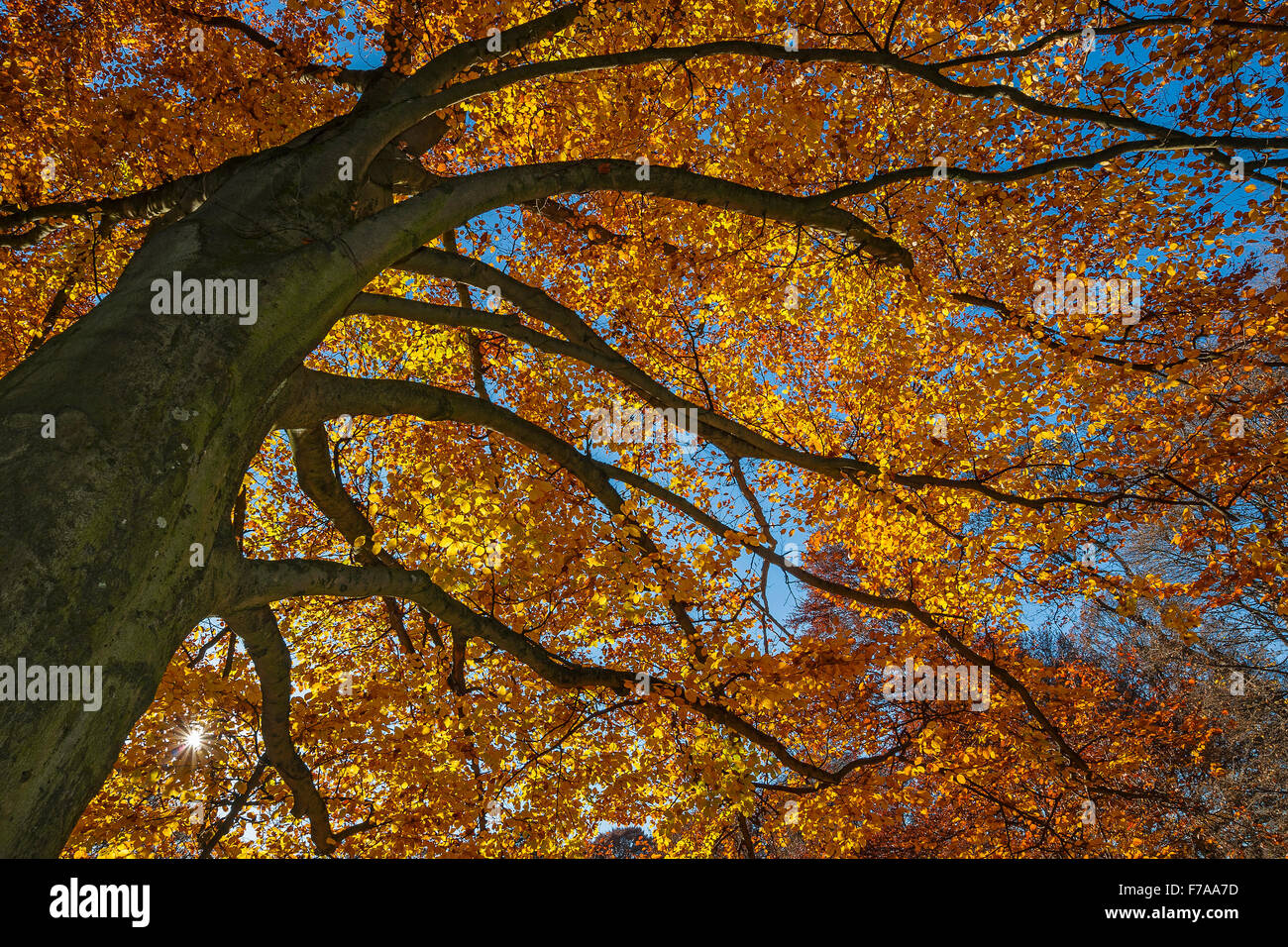 Beech tree (Fagus) in autumn, Munich, Bavaria, Germany Stock Photo - Alamy