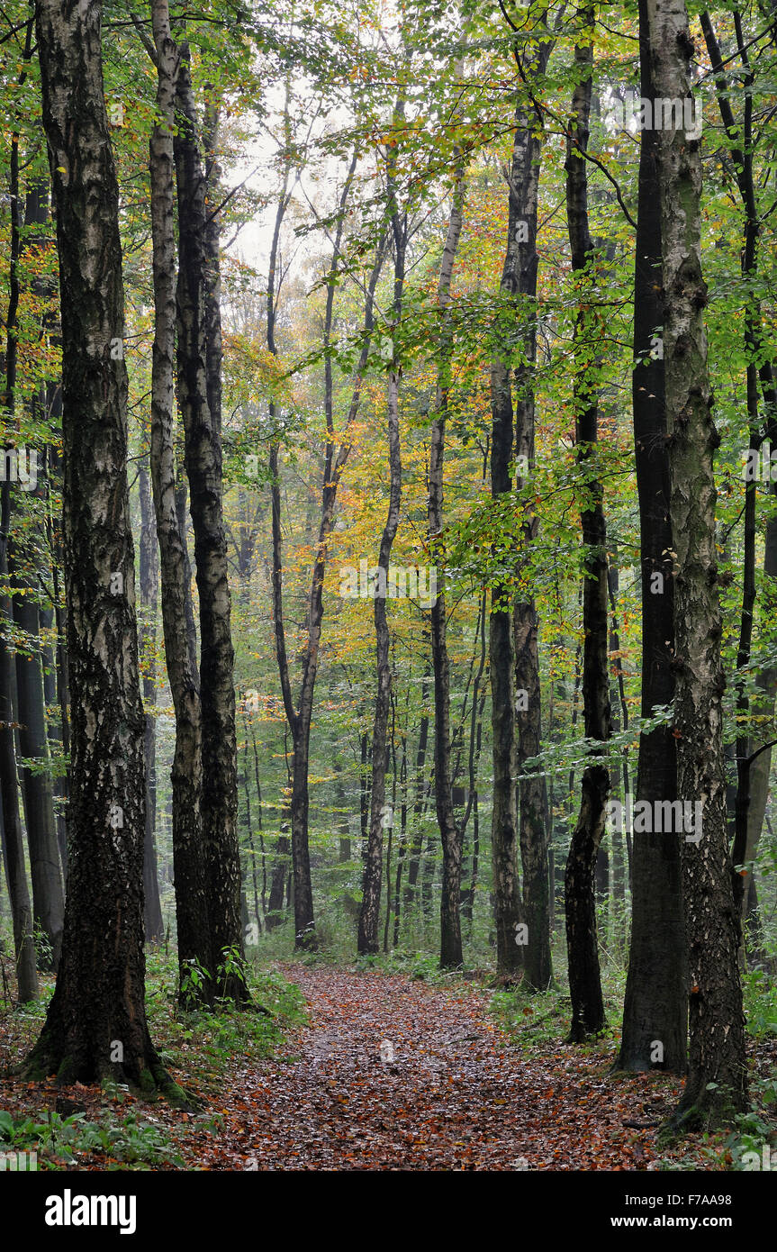Forest road between birch trees (Betula) in autumn, North Rhine ...