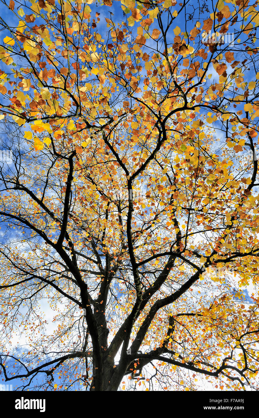 Tulip tree (Liriodendron tulipifera), autumn leaves against a blue sky ...