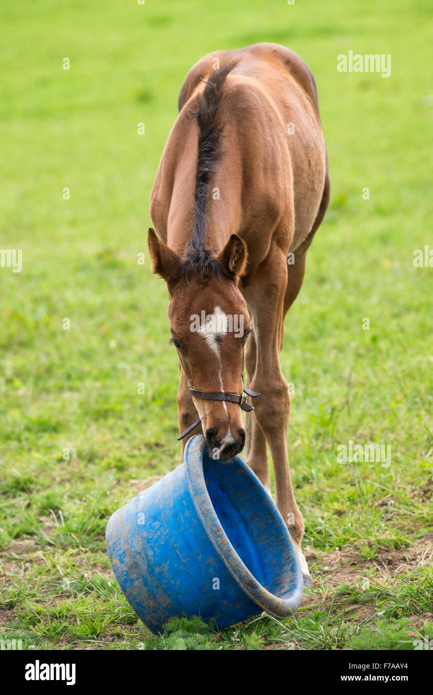 Horse food bucket hi-res stock photography and images - Alamy
