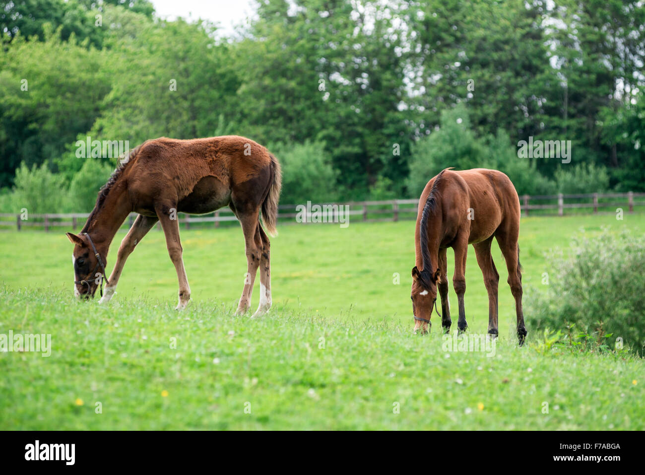 Two English thoroughbred foals grazing in a field Stock Photo - Alamy