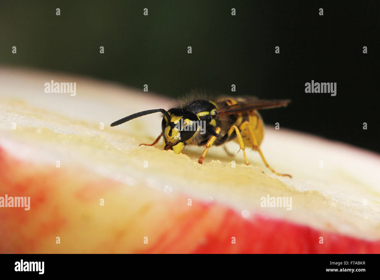 Wasp up close hi-res stock photography and images - Alamy