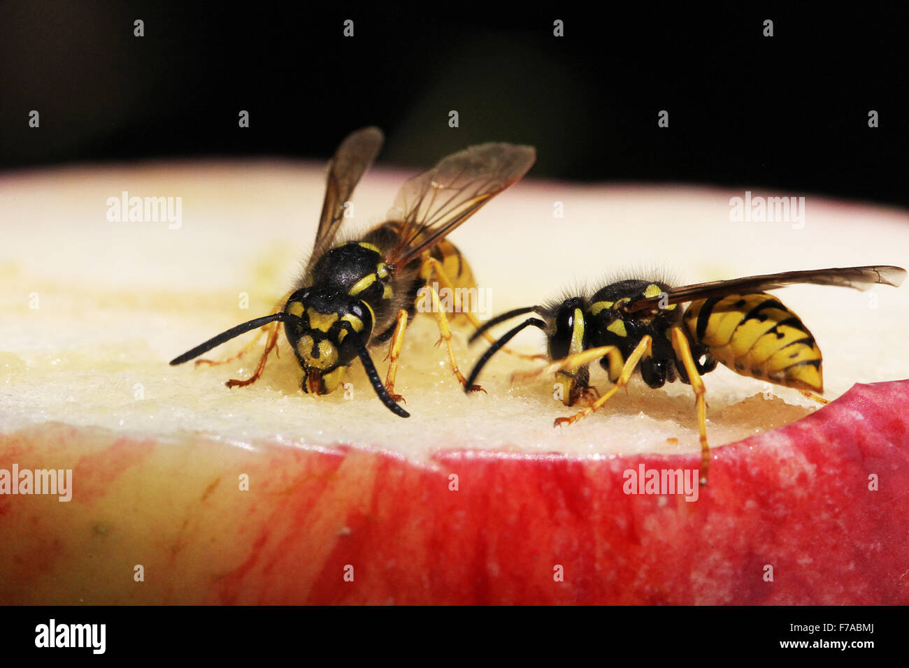 Wasp up close hi-res stock photography and images - Alamy