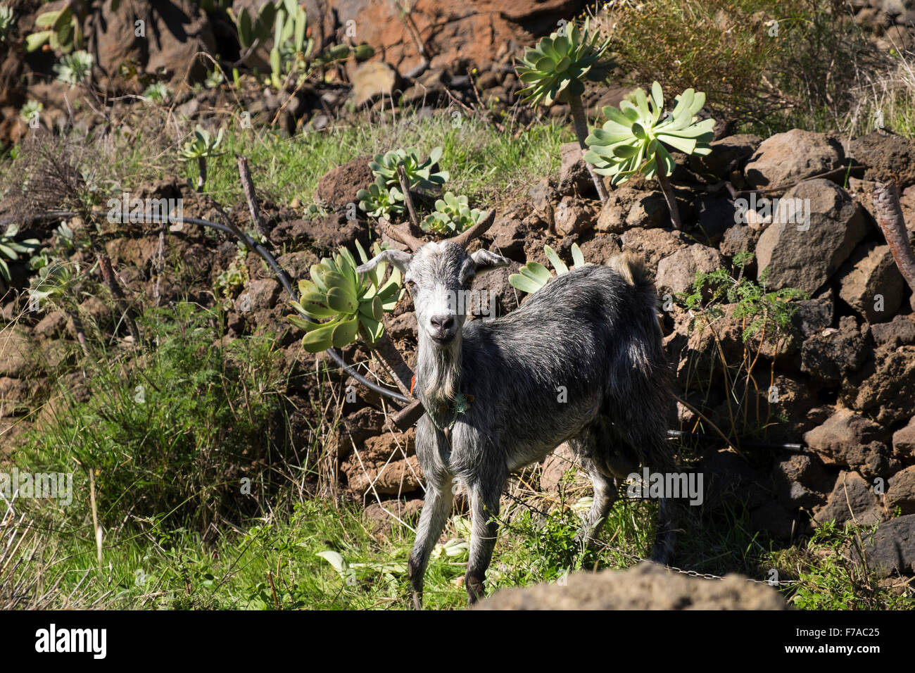 Tethered goat hi-res stock photography and images - Alamy