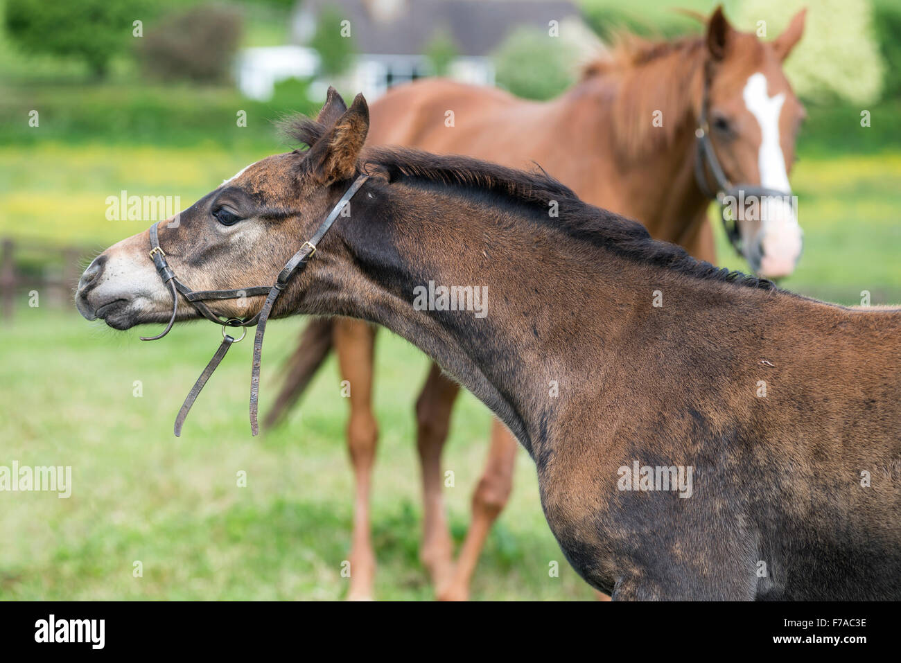 English horse portrait hi-res stock photography and images - Alamy