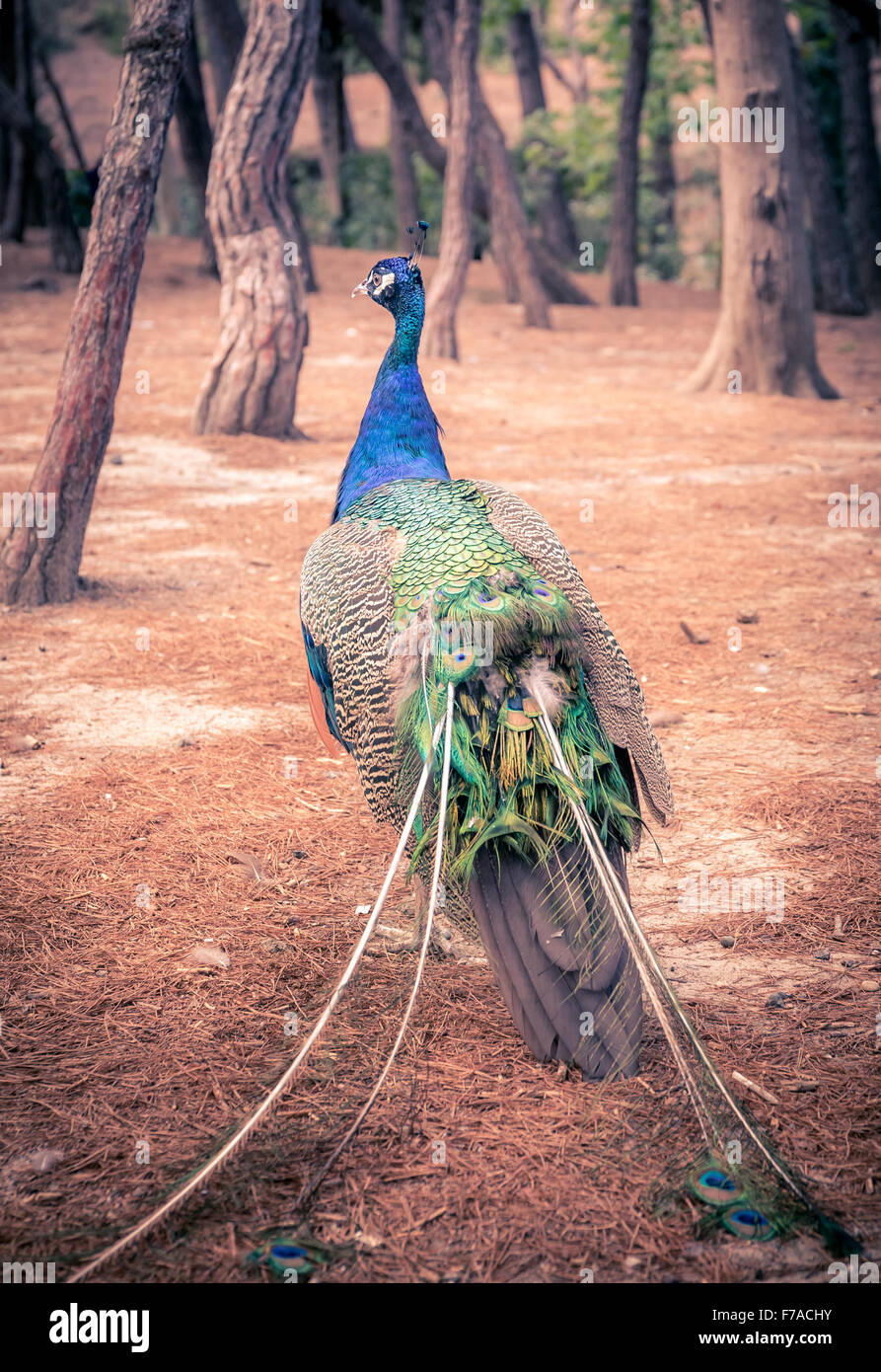 Beautiful peacock in its natural environment on Kos island, Greece ...