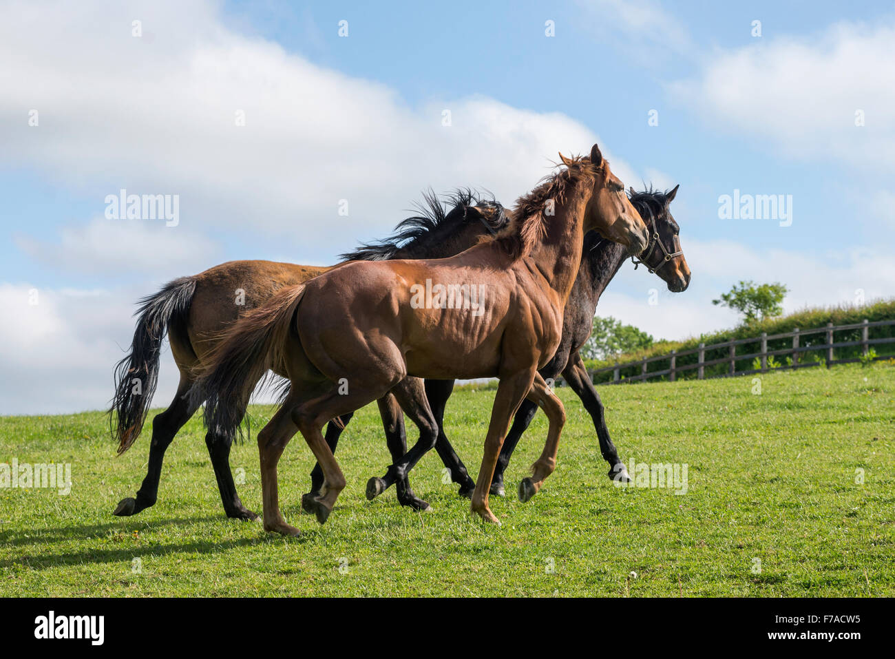 Three english thoroughbred mare in a field Stock Photo - Alamy