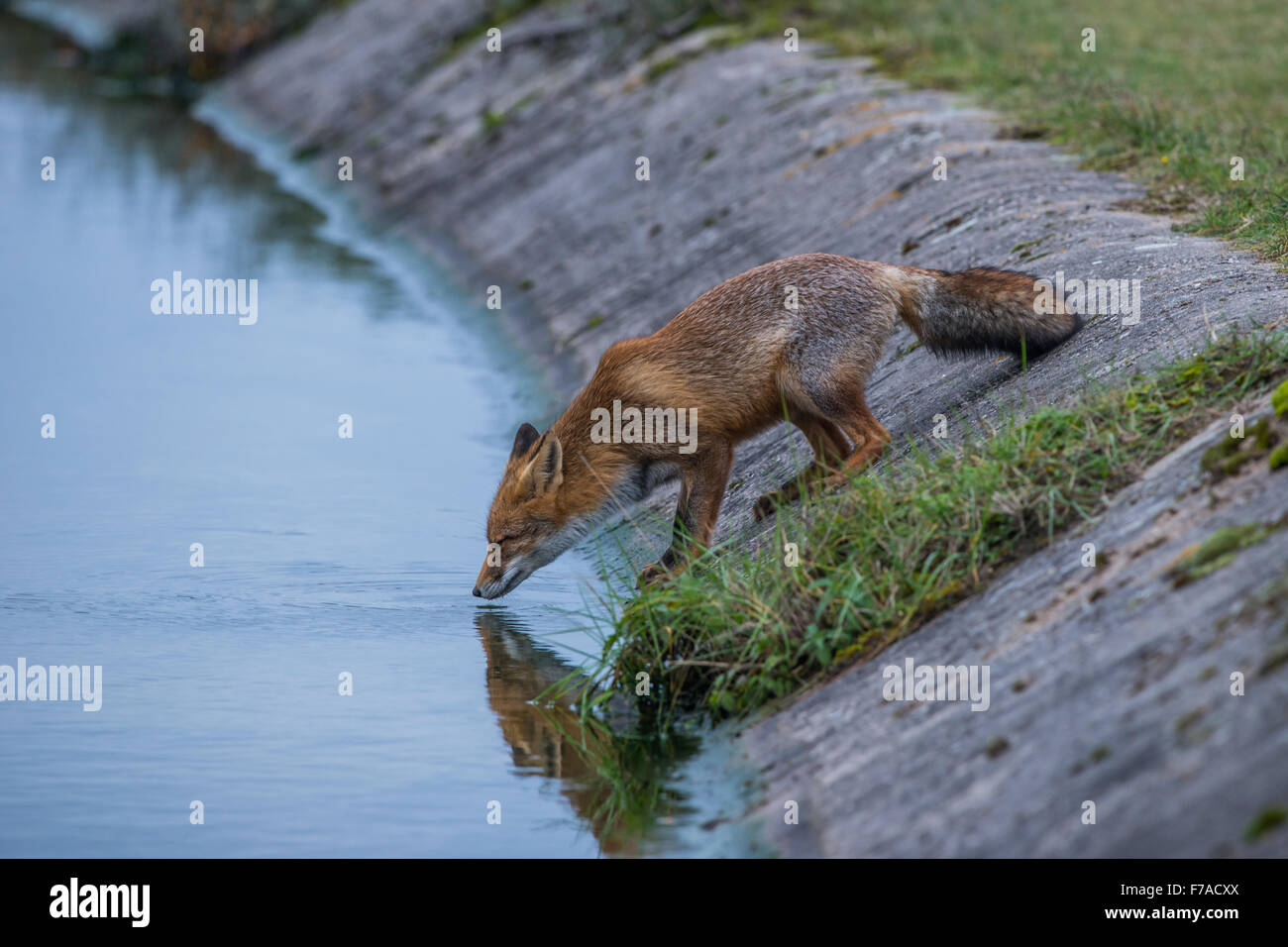 Drinking Fox in the Supply Dunes near Amsterdam Stock Photo - Alamy