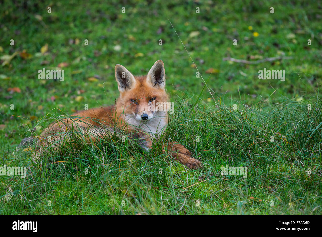 Beautiful fox in the dunes near Amsterdam the Netherlands Stock Photo ...