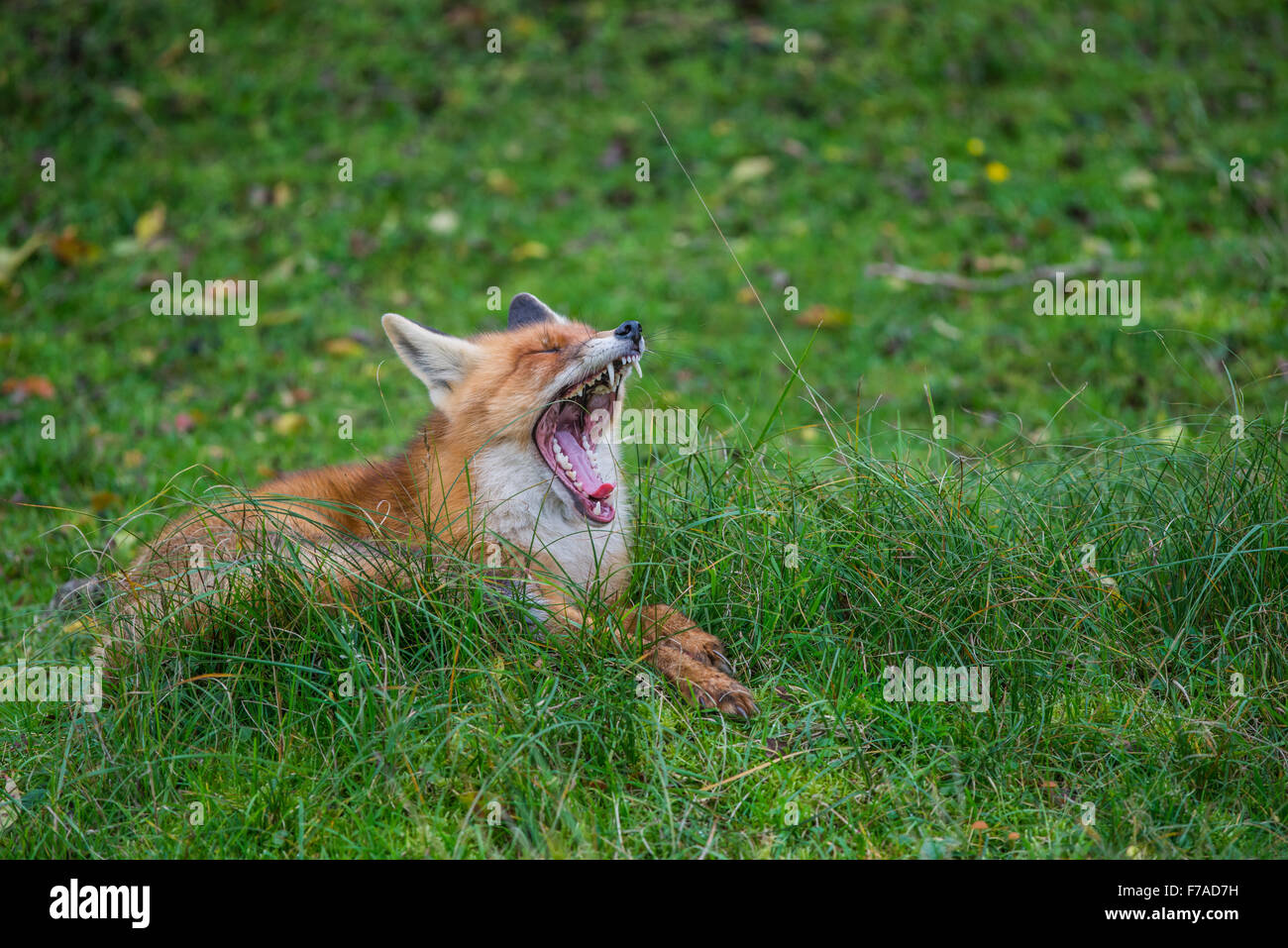 Red fox ears hi-res stock photography and images - Alamy
