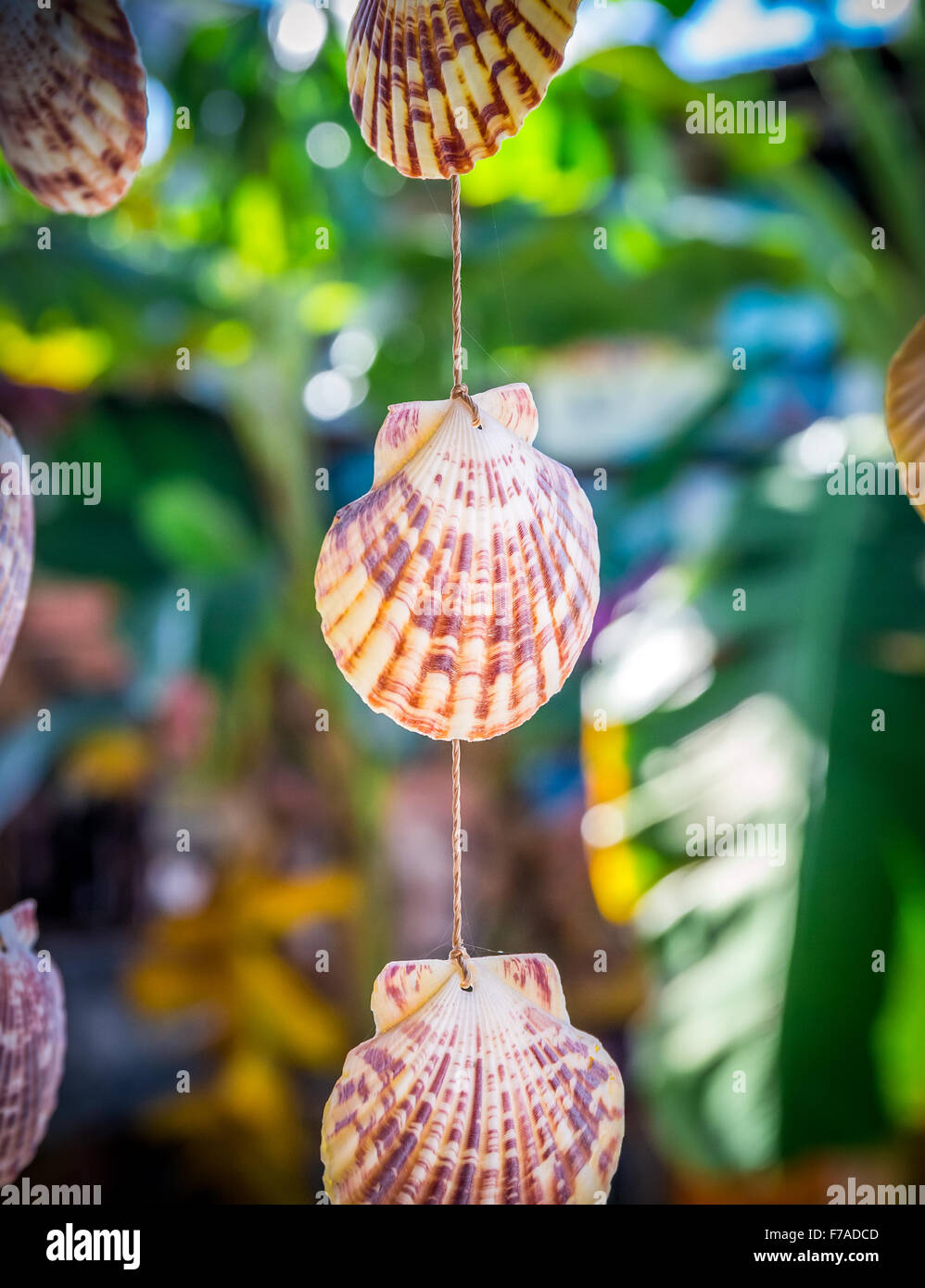 Sea shells souvenirs somewhere in Dominican Republic Stock Photo - Alamy