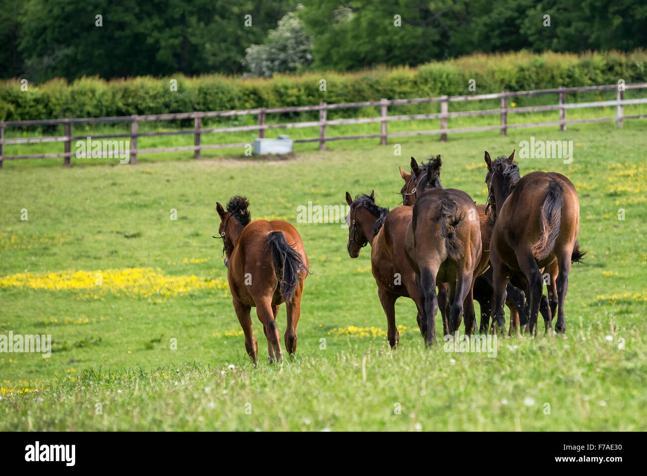 Herd of young thoroughbred in a field of grass Stock Photo - Alamy