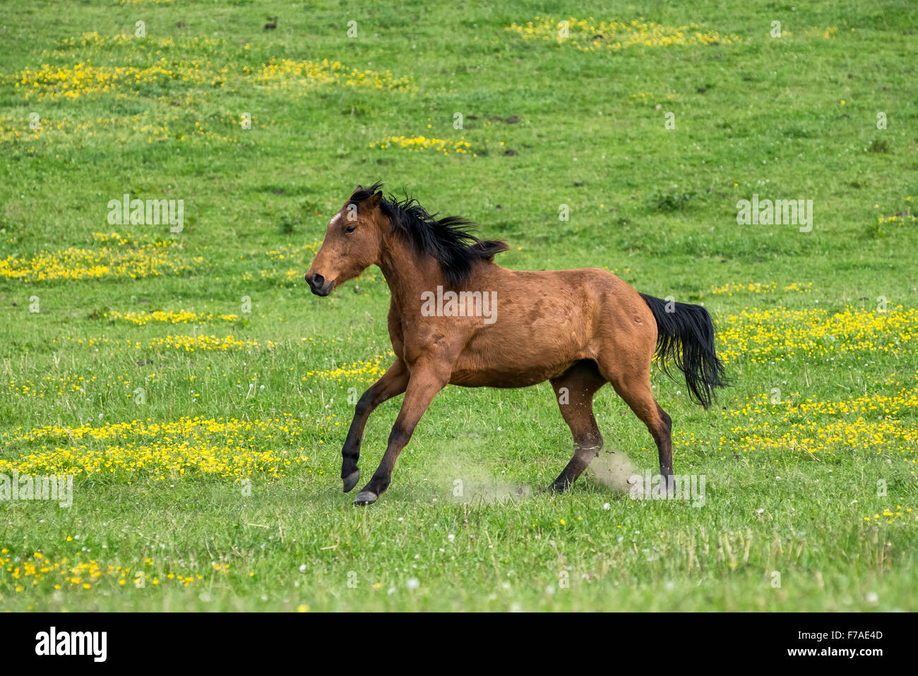 Young english thoroughbred colt in a field of grass Stock Photo - Alamy